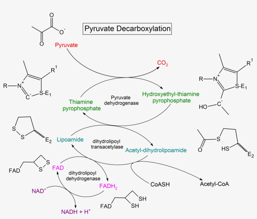 Decarboxylation Of Pyruvate