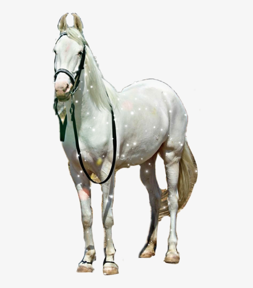 Stallion Transparent PNG - 480x853 - Free Download on NicePNG