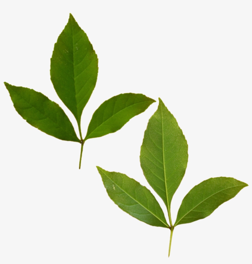 Dual Tri Leaf - Buttonbush Transparent PNG - 1000x1000 - Free Download ...