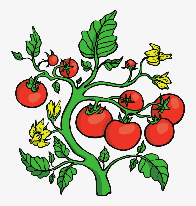 Download Tomato Clipart - Vector Graphics - HD Transparent PNG ...