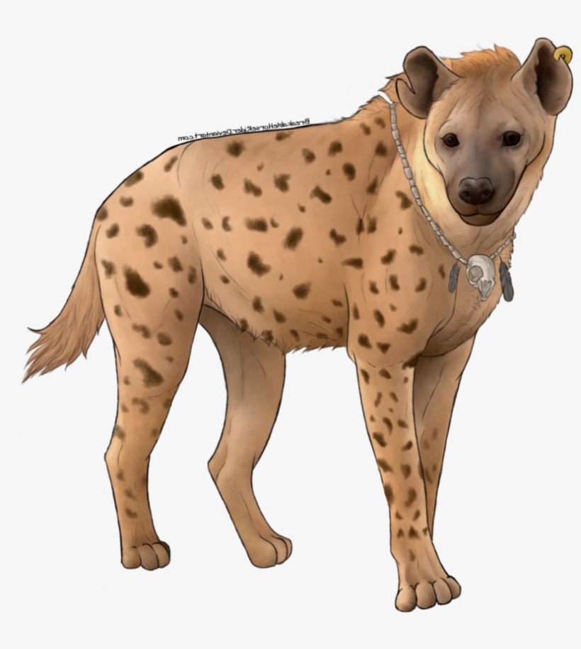 Spotted Hyena Transparent PNG - 931x859 - Free Download on NicePNG
