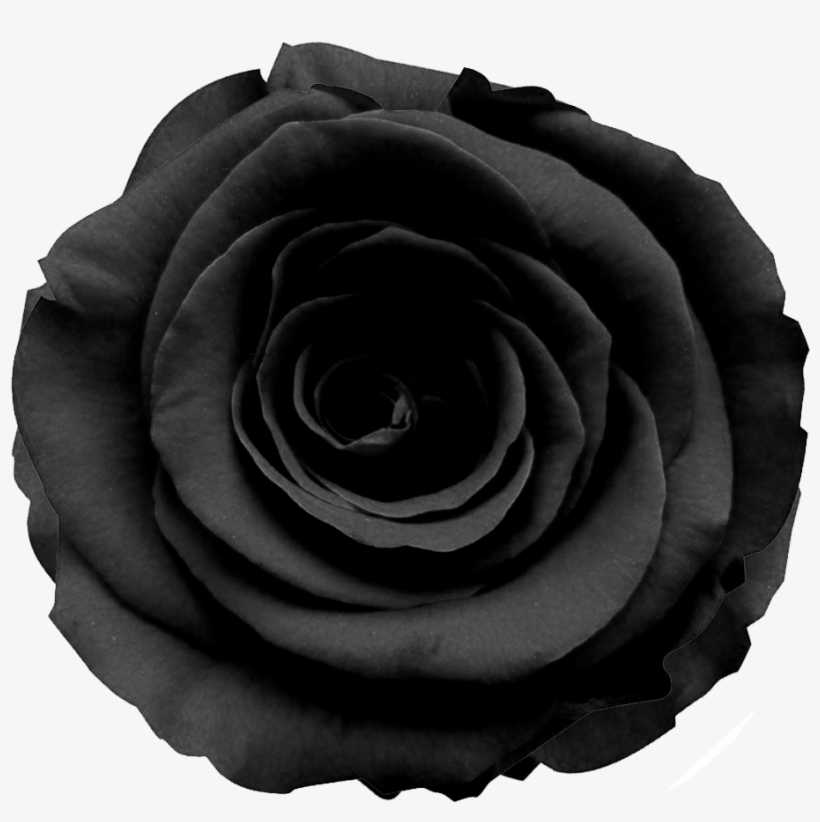 Black Roses - Black Flower Transparent PNG - 1000x1000 - Free Download ...