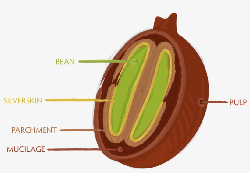Anatomy Of Green Beans What On Earth Is Honey Process - Coffee Cherry ...