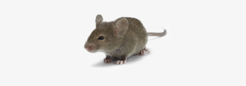 House-mice - Moving Pictures Of Mouse Transparent PNG - 500x300 - Free ...