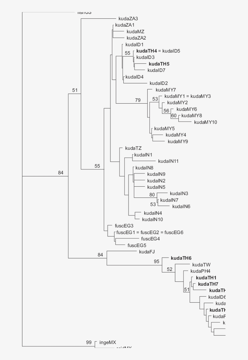 A Representative Neighbor-joining Tree Based On The - Diagram ...