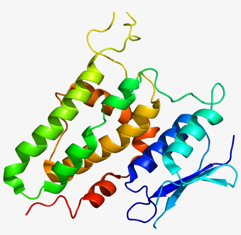 Protein Clic2 Pdb 2per Transparent PNG - 1200x1000 - Free Download on ...