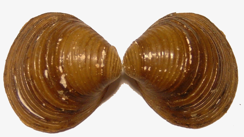 Mussel Png Pic - Freshwater Bivalves Transparent PNG - 800x800 - Free ...