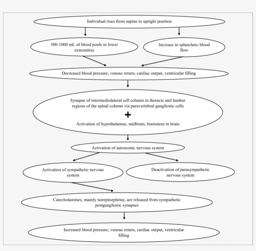 Normal Compensatory Mechanisms - Circle Transparent PNG - 850x790 ...