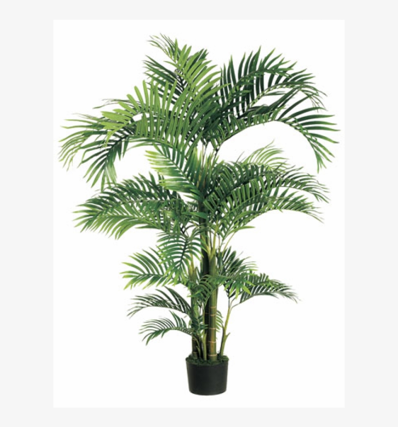 6' Tropical Kentia Palm Tree In Plastic Pot Green - Roystonea ...
