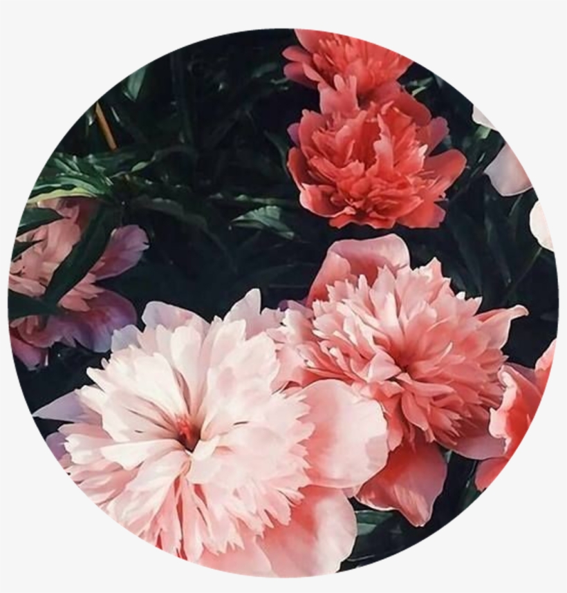 Circle Sticker - Circulo Png Transparent PNG - 1024x1022 - Free ...