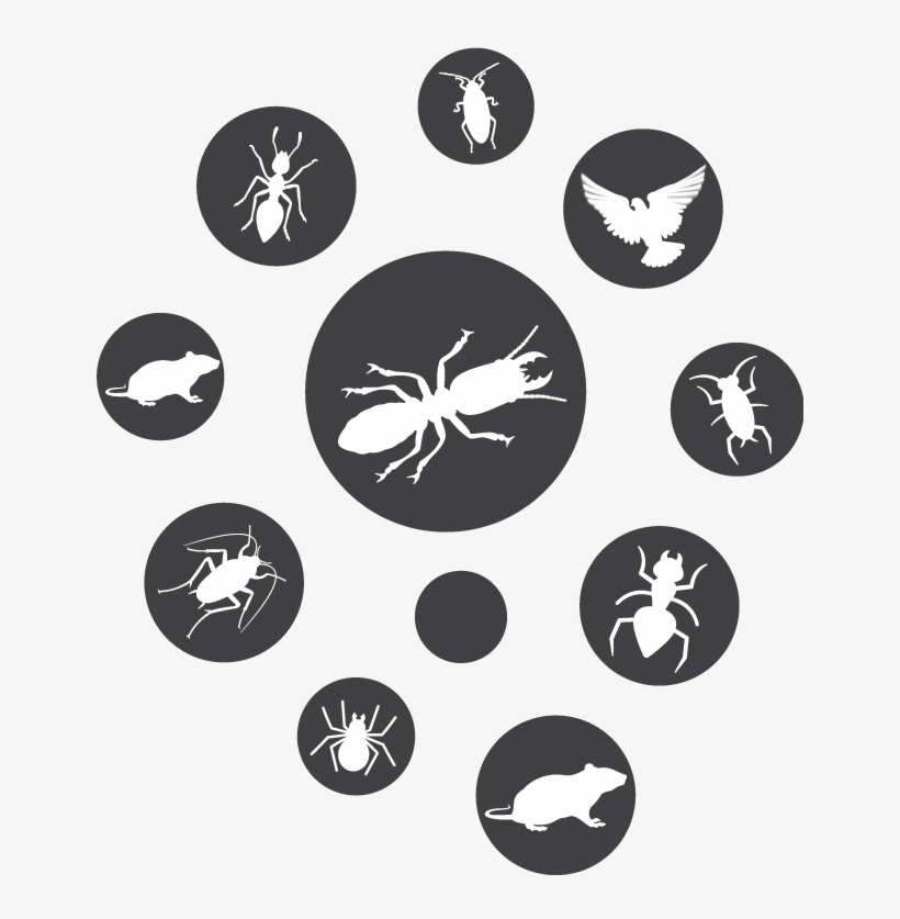 Pest Circle Icons - Pest Control Icon Png Transparent PNG - 644x757 ...
