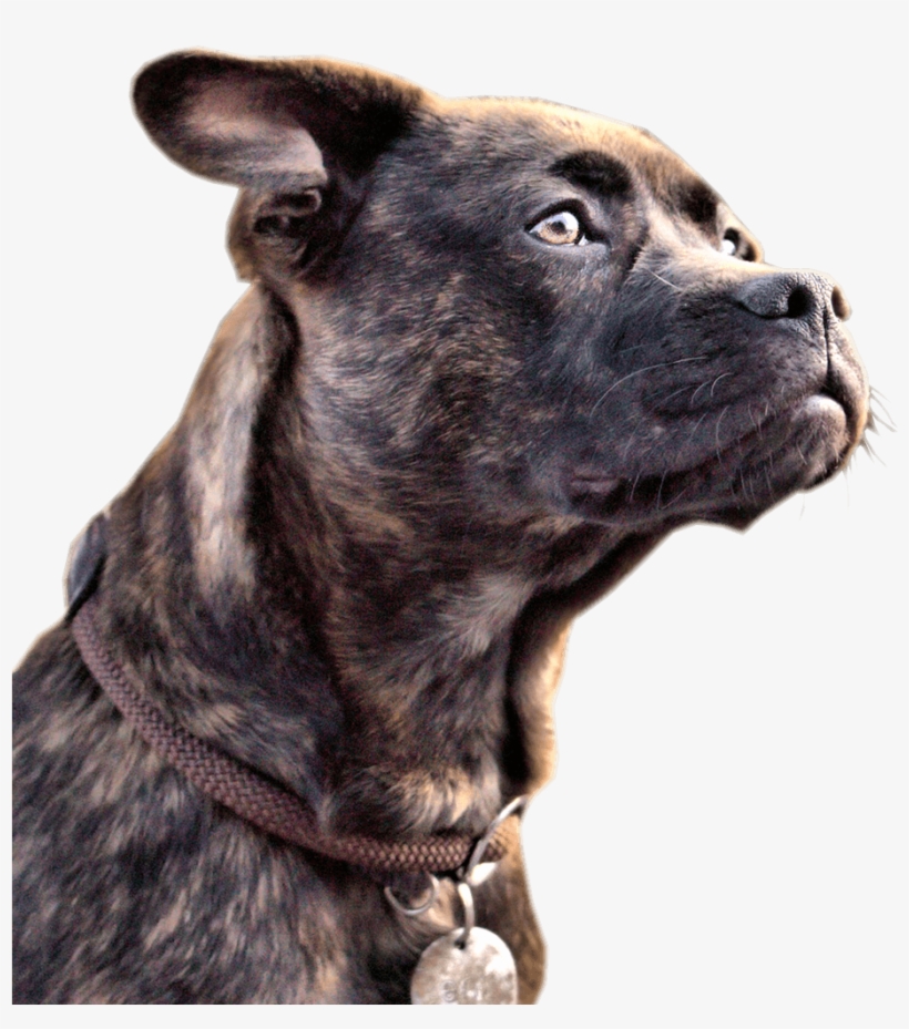 1 - 2 - - Stray Dog Png Transparent PNG - 1920x1320 - Free Download on ...