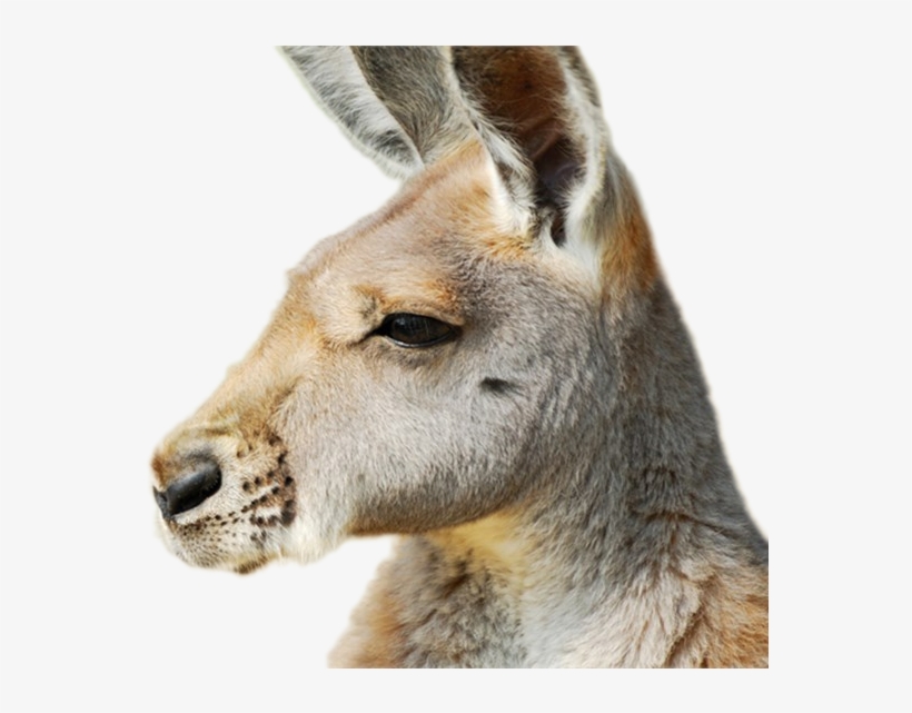 Kangaroo Png Image - Kangaroo Face Side Transparent PNG - 1024x560 ...