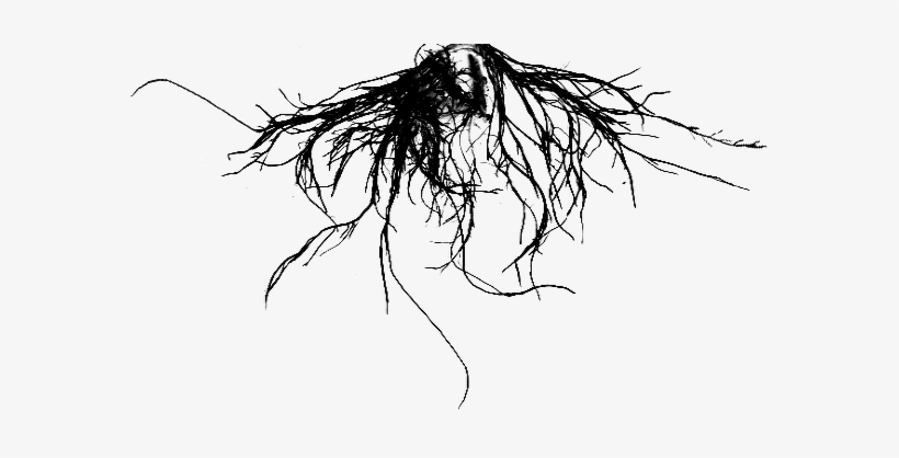 Plant Roots Png