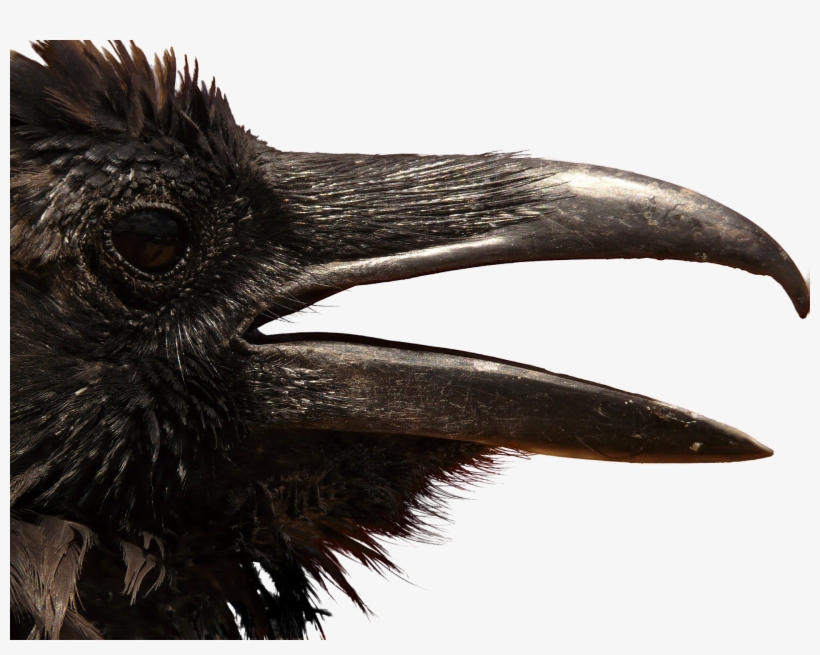 Download Raven, Png, Head, Clipping, Graphics, Animal - Corvo Png - HD ...