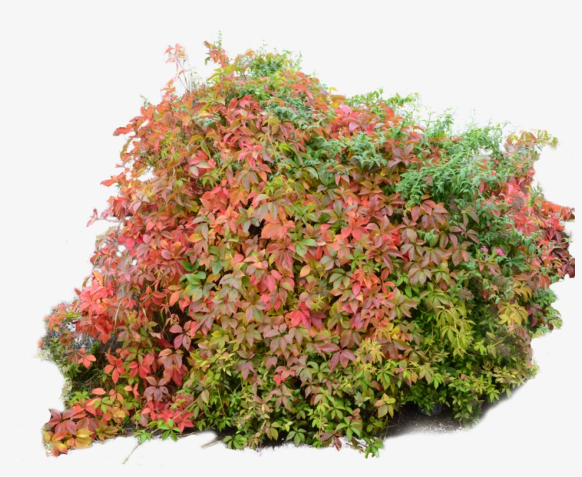 Bush Autumn Fall By - Fall Bushes Png Transparent PNG - 1024x771 - Free ...