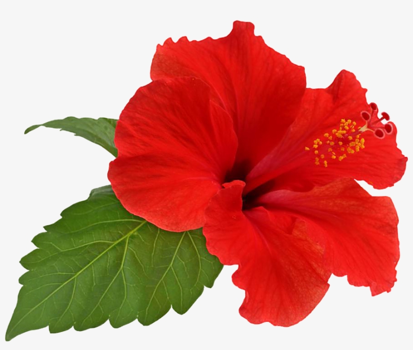 Hibiscus Transparent Png - Hibiscus Transparent Transparent PNG ...