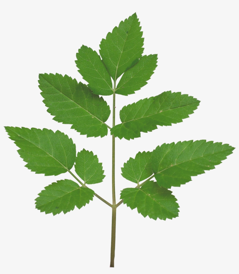 Vegetation Smallplant 21 - Branch Texture Png Transparent Transparent ...