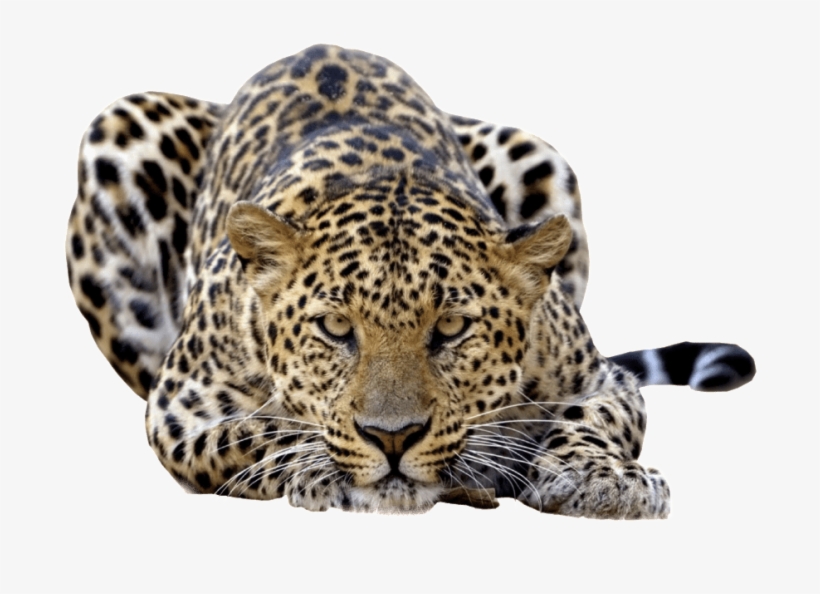 Download Free Png Jaguar Photo Png Images Transparent - Amur Leopard No ...