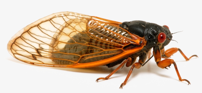 Insect Png Transparent Image - Orange Cicada Transparent PNG - 880x366 ...