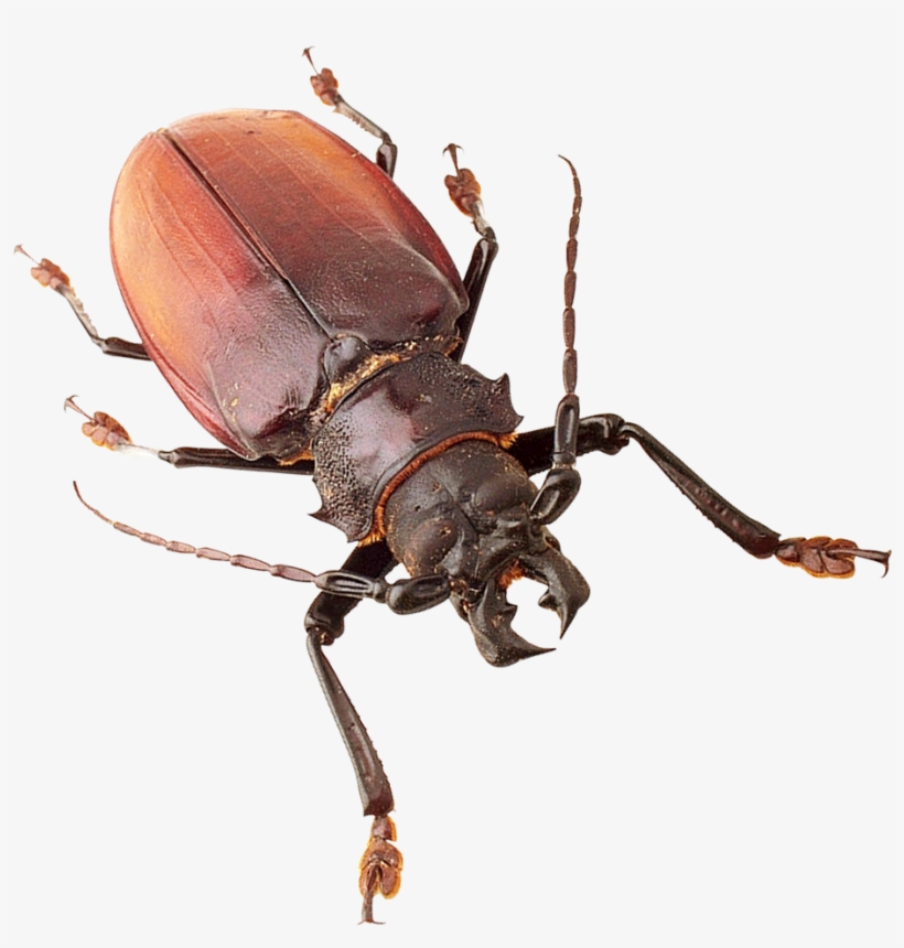 Free Png Insect Png Images Transparent - Insects Png Transparent PNG ...