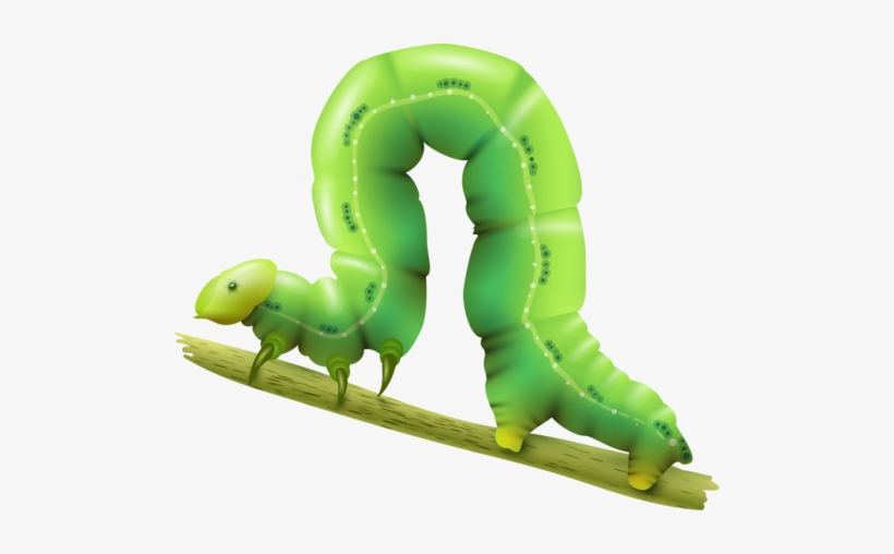 Insects Illustrations Vector - Realistic Caterpillar Clip Art ...
