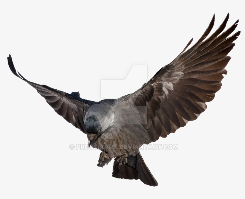 Prussia Clipart Transparent Background - Raven Flying Transparent ...