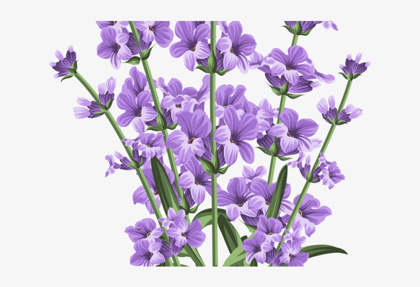 Clipart Lavender Flowers