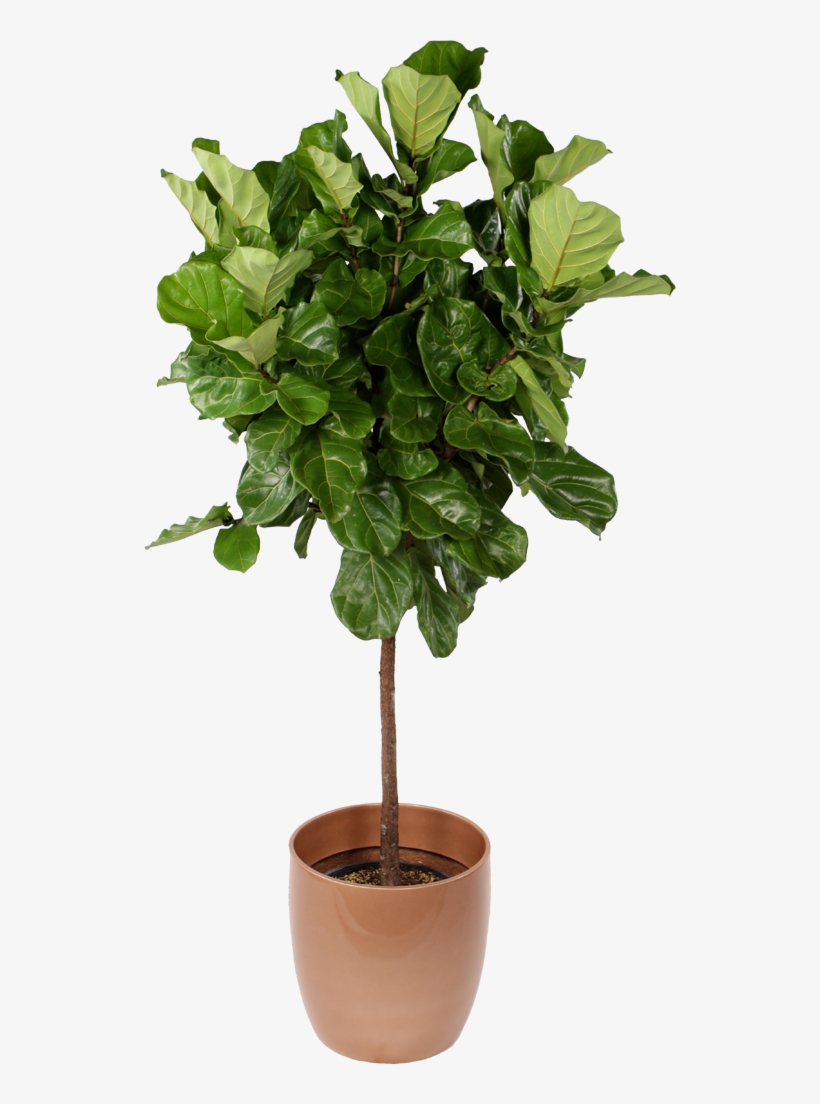 Ficus Lyrata Standard Interior Plants, Indoor Office - Plants Tree ...