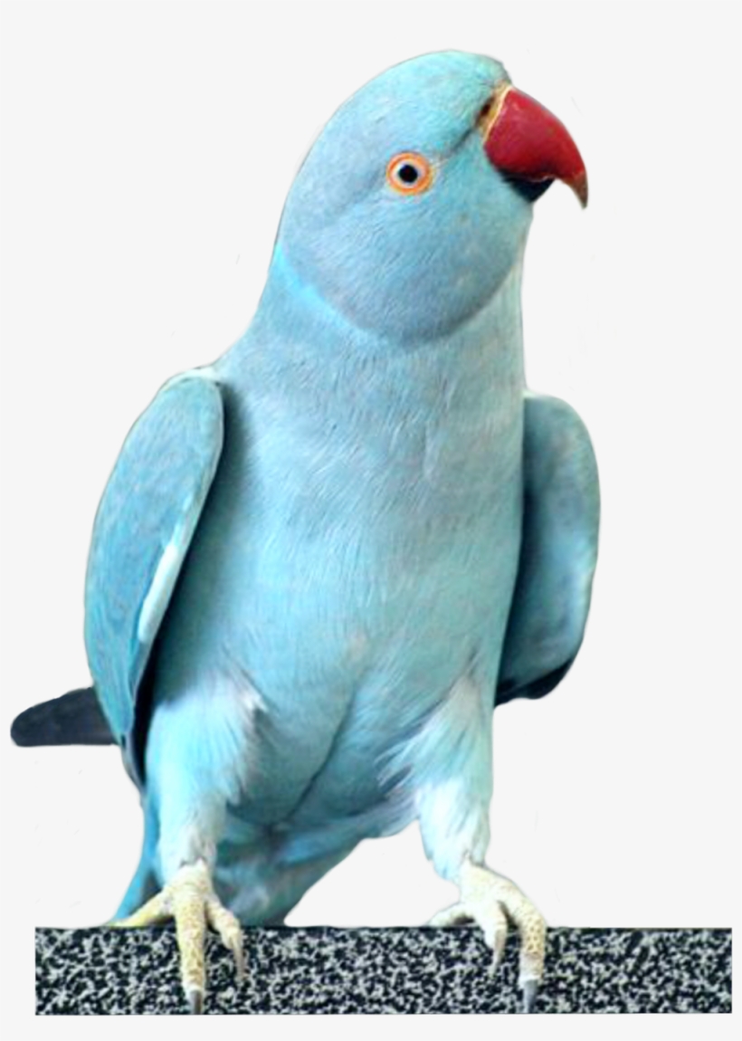 Blue Cockatoo Bird