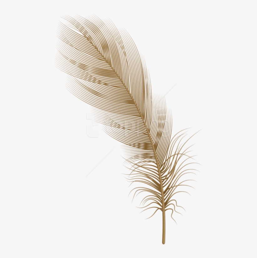 Download Feather Brown Png Clipart Png Photo - Illustration Transparent ...