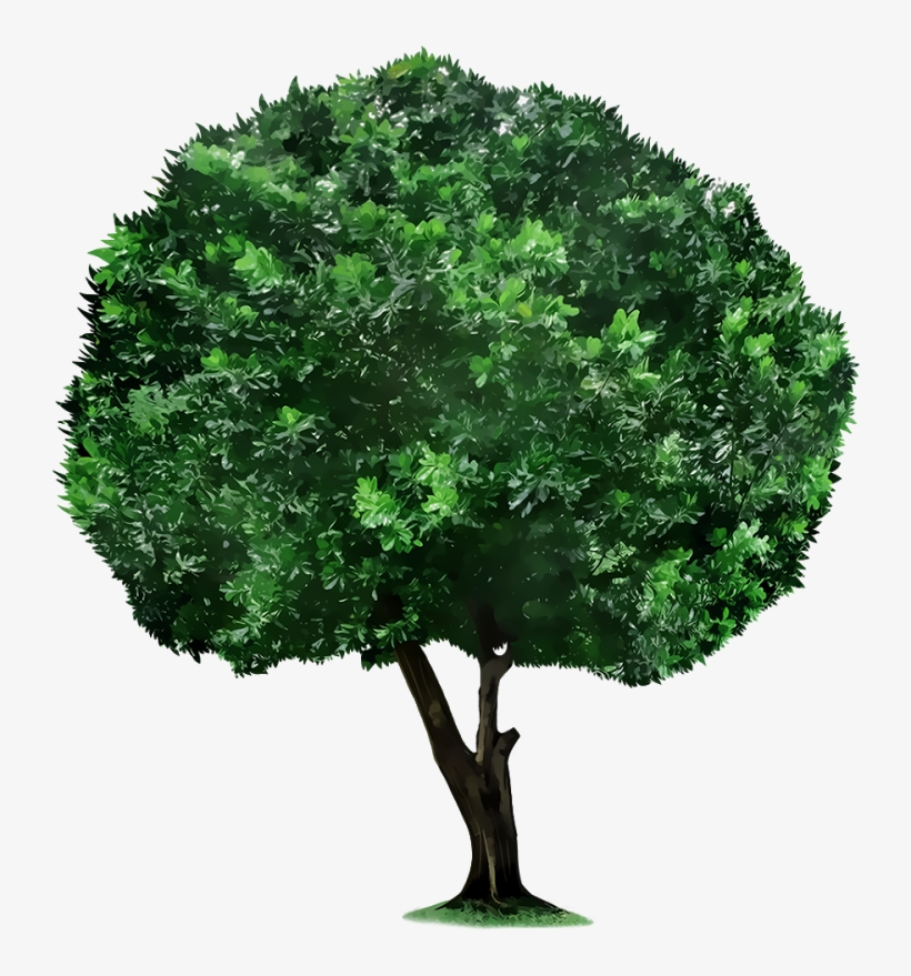 Crop Tree Png - Trees Pic For Picsart Transparent PNG - 1600x1000 ...
