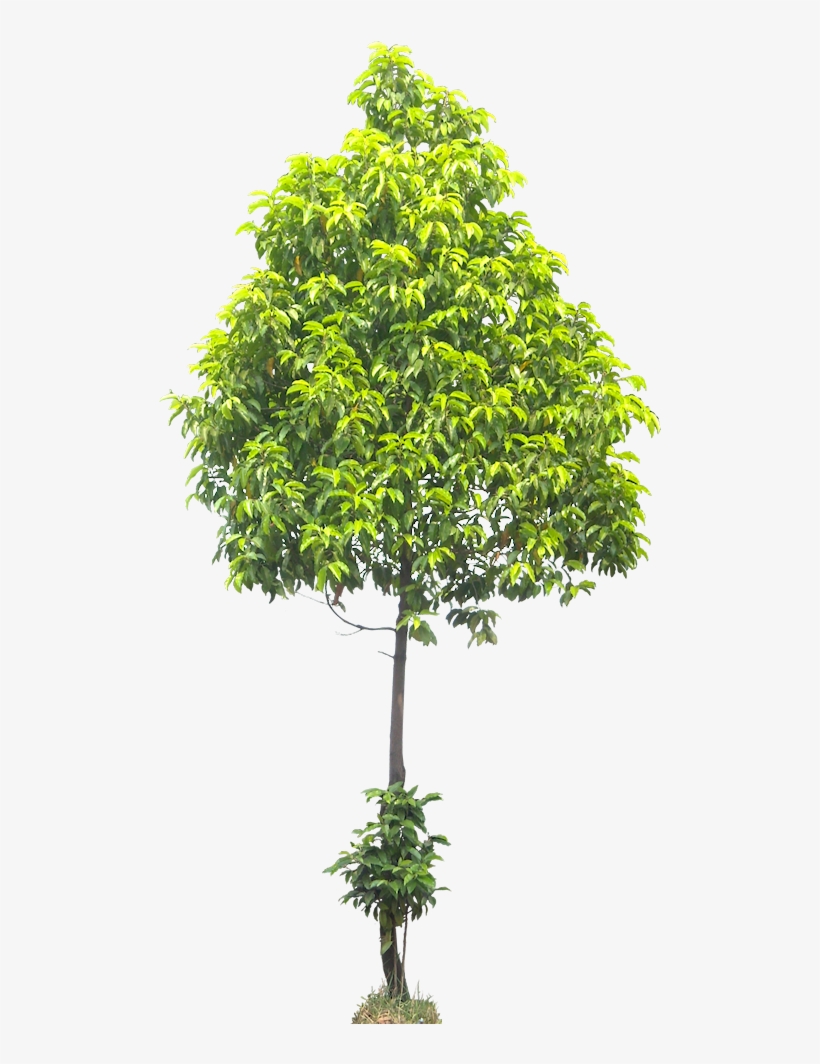 Young Tree, Height - Ash Tree No Background Transparent PNG - 510x992 ...