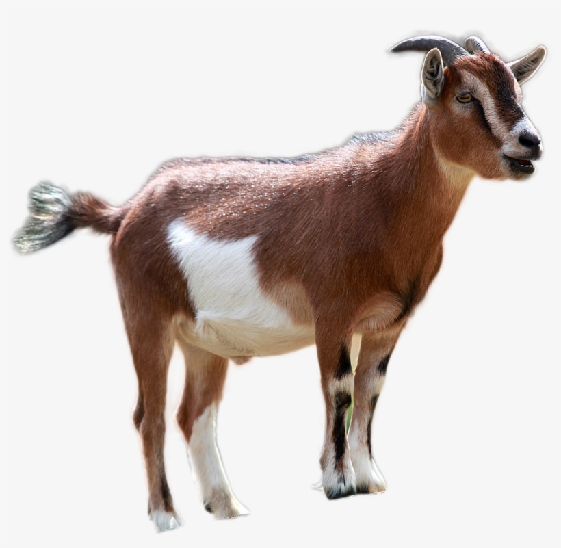 Goat Png Image - Baby Goat Kid Transparent PNG - 1200x1200 - Free ...