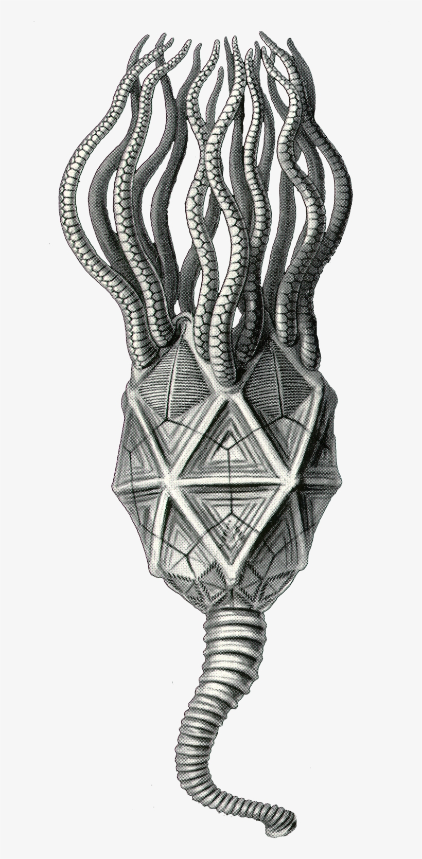 Cystoidea Transparent PNG - 690x1663 - Free Download on NicePNG