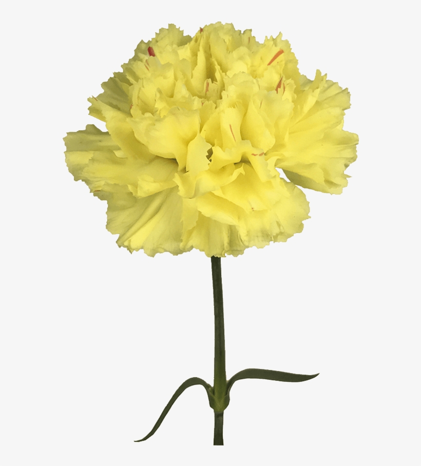 Yellow Transparent PNG - 1100x1100 - Free Download on NicePNG