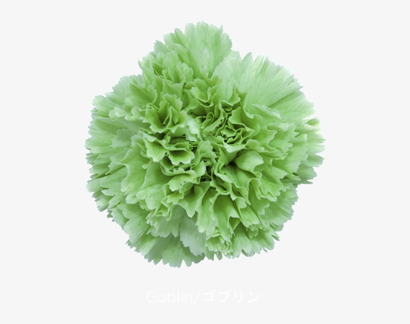 Colibri Flowers Carnation Goblin, Grower Of Carnations, - Goblin ...