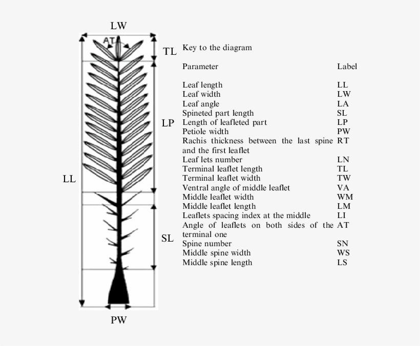 3 Detailed Morphological Traits Of Date Palm Tree Leaf - Document ...