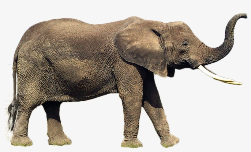 Elephant Png Images