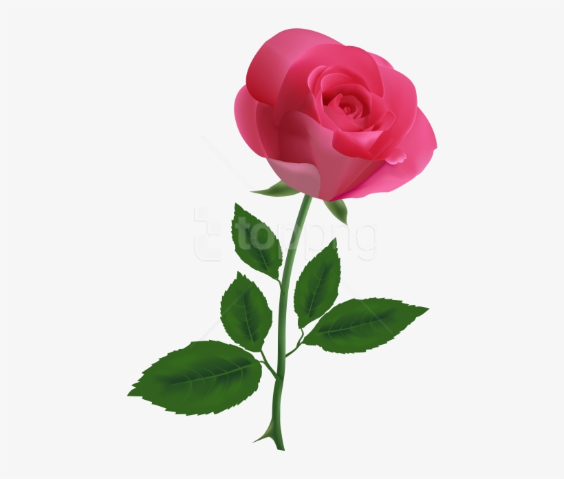 Free Png Download Pink Rose Clipart Clipart Png Photo - Pink Rose ...