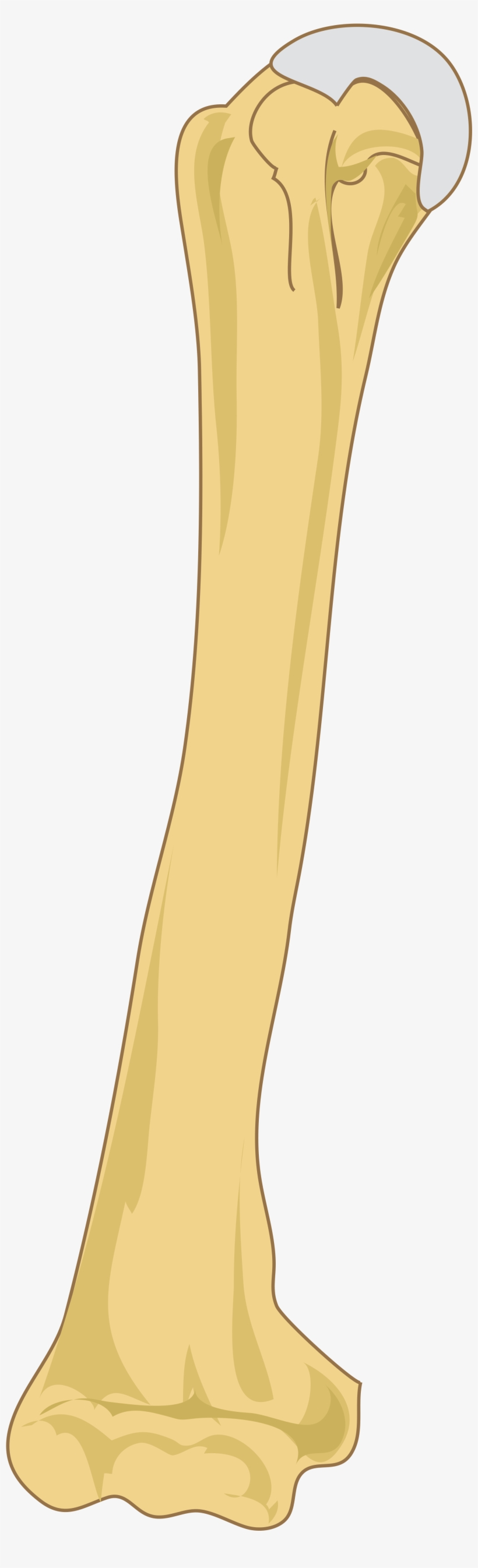 2000 X 6167 3 - Humerus Clipart Transparent PNG - 2000x6167 - Free ...