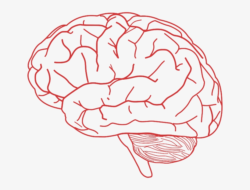Brain Clip Art Transparent PNG - 640x545 - Free Download on NicePNG