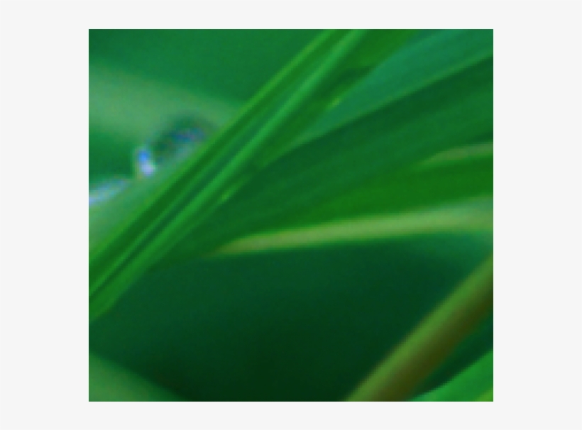 Logo - Macro Photography Transparent PNG - 1200x525 - Free Download on ...