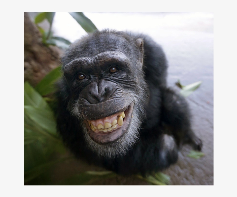 In Some Simple Competitive Scenarios, Chimpanzees Have - Chimp Smile ...