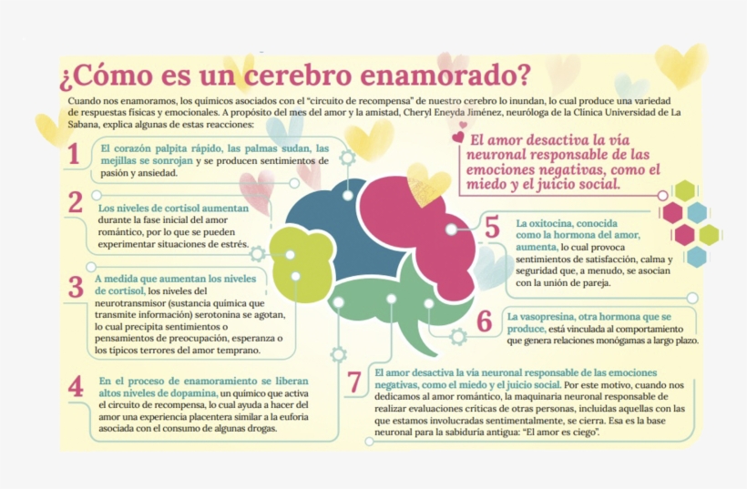 ¿cómo Es Un Cerebro Enamorado - Circuito De Recompensa Transparent PNG ...