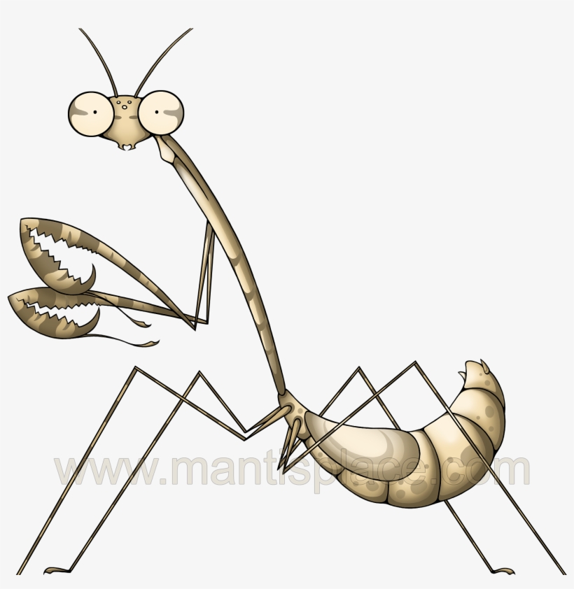 Long Neck - Illustration Transparent PNG - 2520x1890 - Free Download on ...