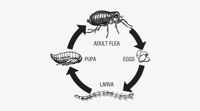Flea Life Cycle - Flea Life Cycle Diagram Transparent PNG - 491x440 ...