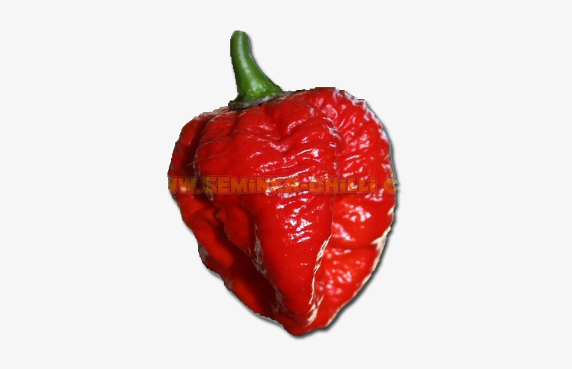 Chilli Png Download - Infinity Chili Transparent PNG - 360x460 - Free ...