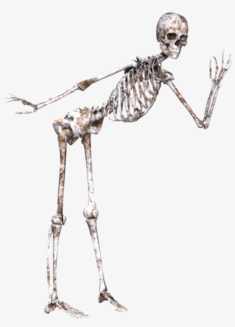 Skeleton Posing - Bone Transparent PNG - 1067x1280 - Free Download on ...