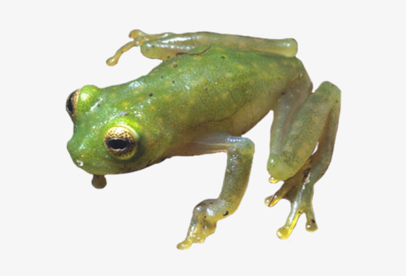 Red Eyed Tree Frog Clipart Coqui - Coqui Frog Png Transparent PNG ...